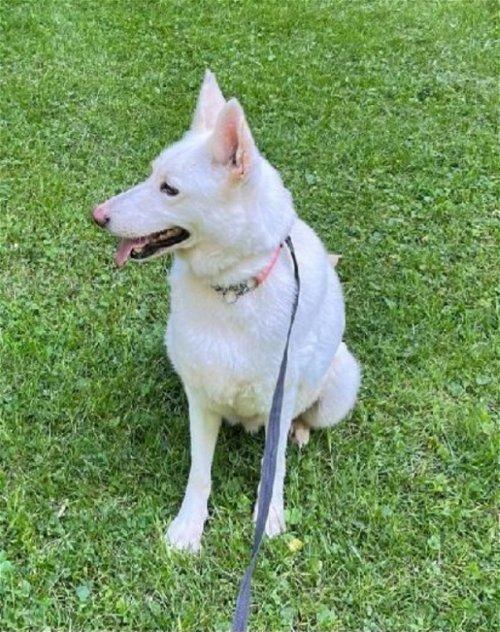 White Siberian Husky German Shepherd Mix
