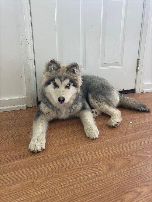 Adoptable Alaskan Malamute Dogs | Chewy.com