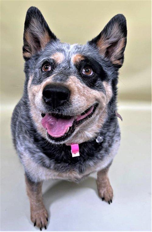 Adoptable Blue Heeler Dogs | Chewy.com
