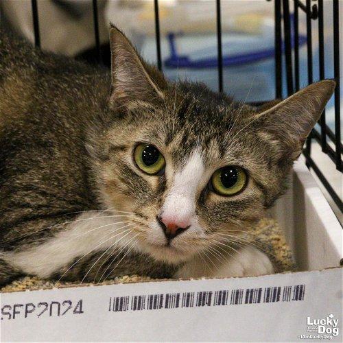 Adoptable Cats & Kittens in Arlington, VA | Chewy.com