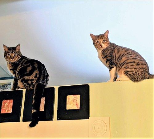 Adoptable Cats & Kittens in Rochester, NY | Chewy.com