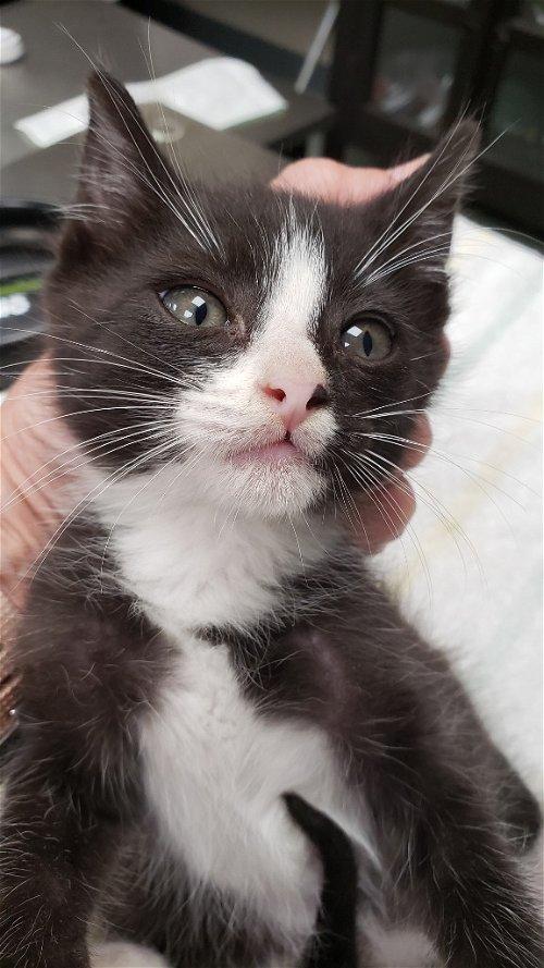 Adoptable Cats & Kittens in Augusta, GA | Chewy.com