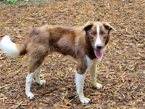 Adoptable Border Collie Dogs | Chewy.com