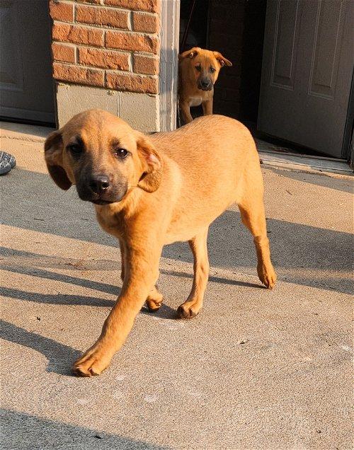 Adoptable Dogs & Puppies in Cincinnati, OH | Chewy.com