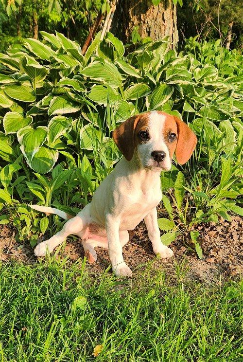 Adoptable Dogs & Puppies in Cincinnati, OH | Chewy.com