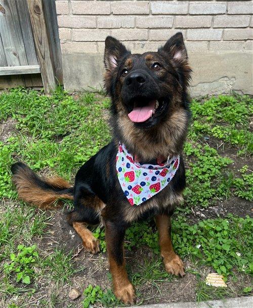 Adoptable German Shepherd Dogs | Chewy.com
