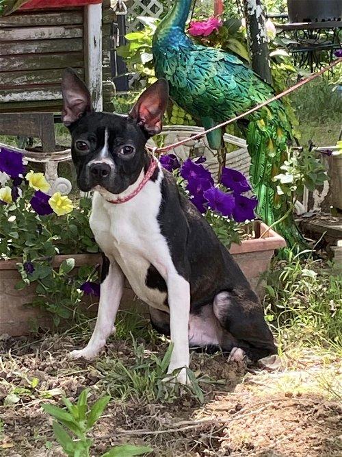 Adoptable Dogs & Puppies in Rochester, NY | Chewy.com