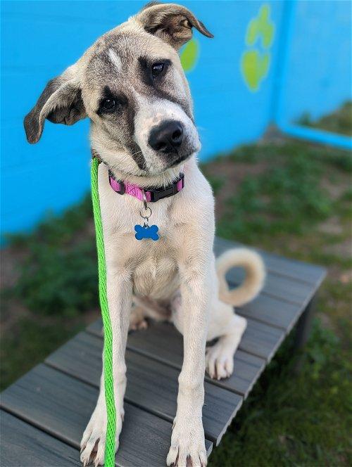 Adoptable Dogs & Puppies in Minneapolis, MN | Chewy.com