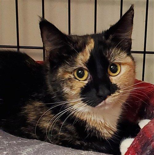 Adoptable Cats & Kittens in Gloucester, VA | Chewy.com