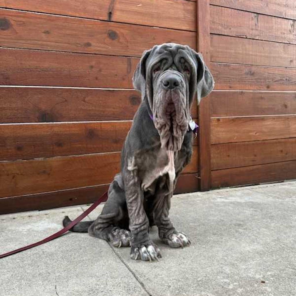 Adoptable Neapolitan Mastiff Dogs | Chewy.com