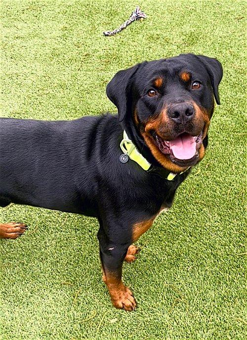 Adoptable Dogs & Puppies in Fort Worth, TX | Chewy.com