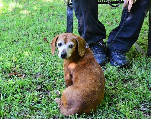 Adoptable Dogs & Puppies in Philadelphia, PA | Chewy.com