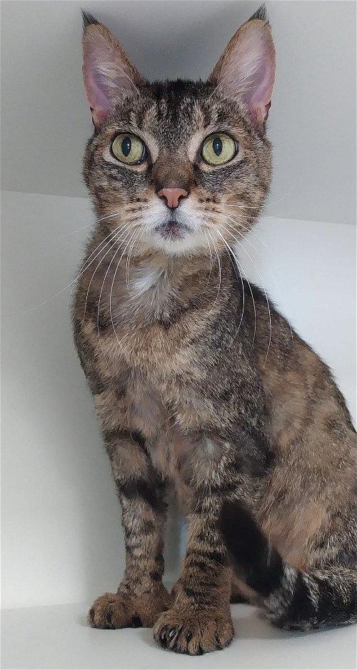 Adoptable Polydactyl Cats | Chewy.com