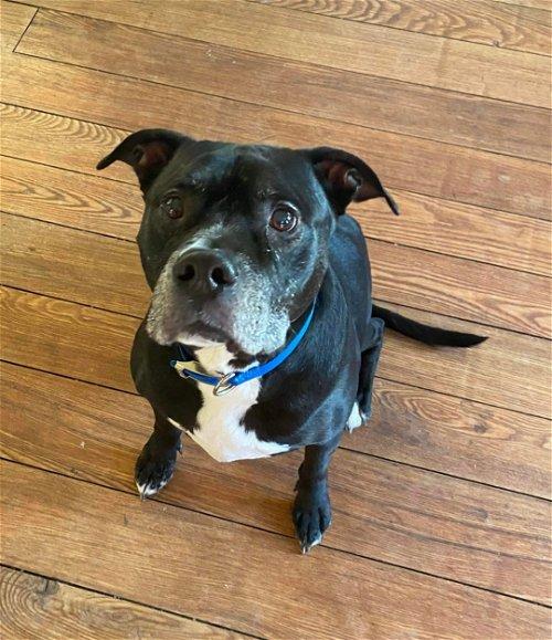 Adoptable Dogs & Puppies in Springfield, OH | Chewy.com