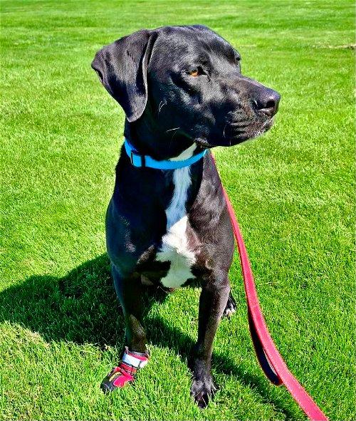 Adoptable Dogs & Puppies in Boise, ID | Chewy.com