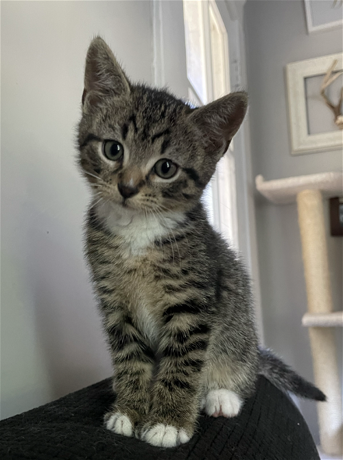 Adoptable Cats & Kittens in Richmond, VA | Chewy.com