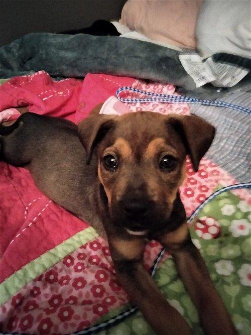 Adoptable Dogs & Puppies in Albuquerque, NM | Chewy.com