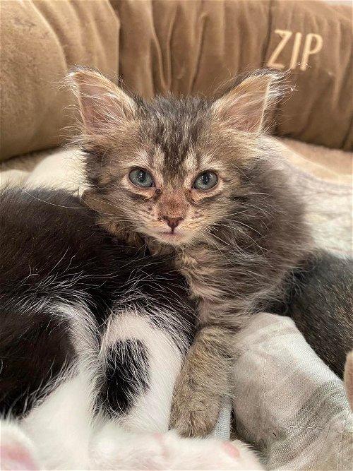 Adoptable Cats & Kittens in Augusta, GA | Chewy.com