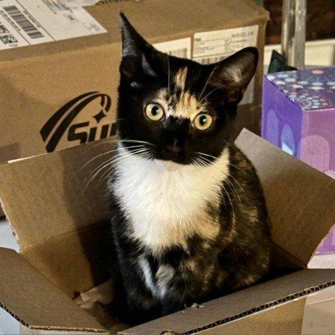 Adoptable Cats & Kittens in Birmingham, AL | Chewy.com