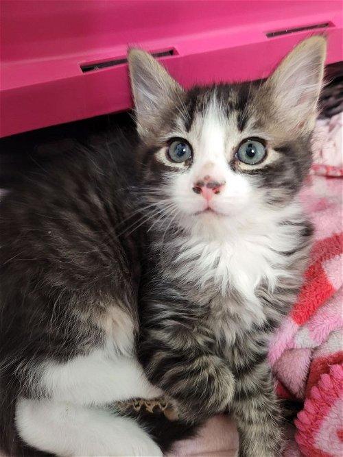 Adoptable Cats & Kittens in Camden, SC | Chewy.com