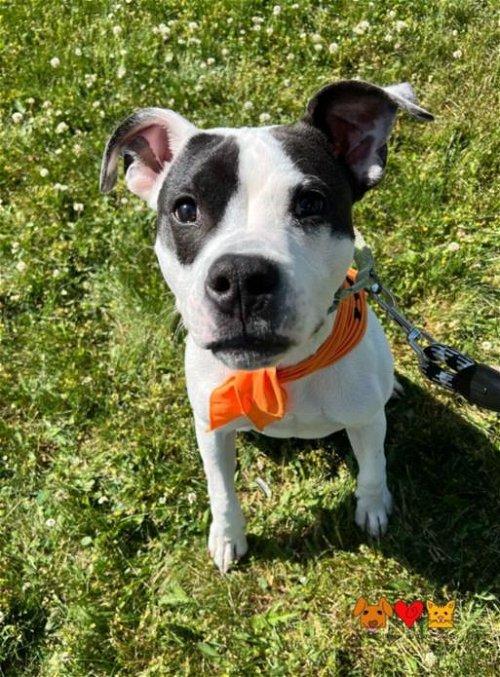 Adoptable Dogs & Puppies in Pittsburgh, PA | Chewy.com