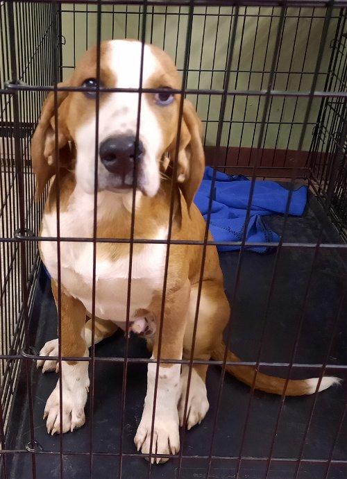 Adoptable Border Collie Dogs | Chewy.com