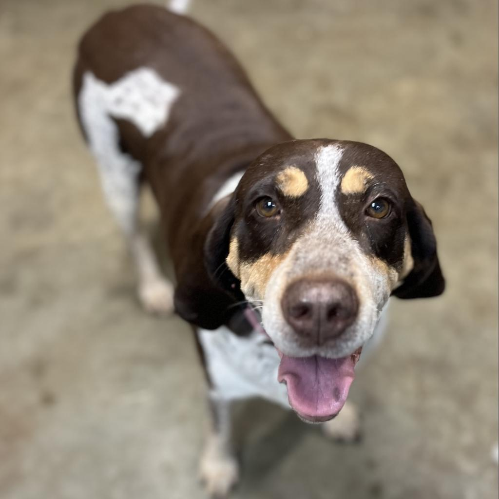 Adoptable English Coonhound Dogs | Chewy.com