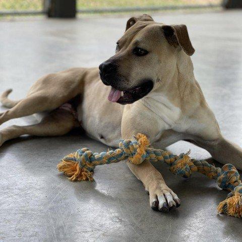 Adoptable Dogs & Puppies in Greenville, SC | Chewy.com