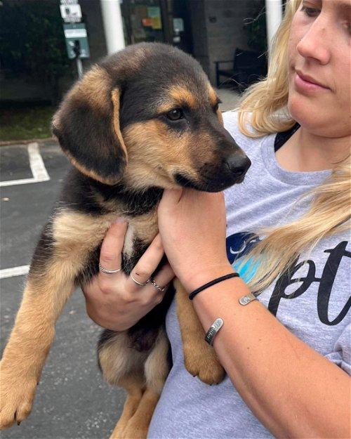 Adoptable Dogs & Puppies in Columbia, SC | Chewy.com