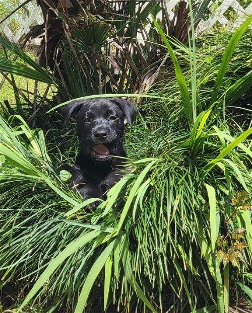 Adoptable Dogs & Puppies in Columbia, SC | Chewy.com