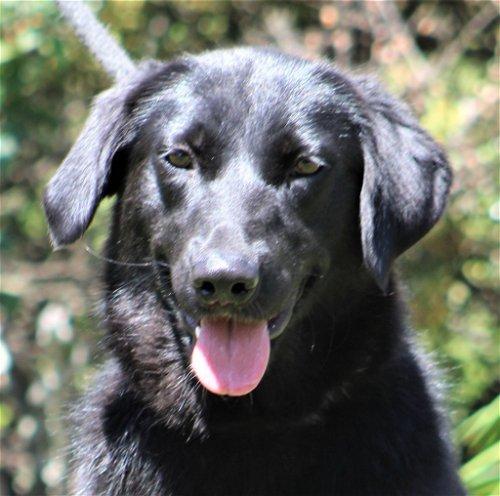 Adoptable Border Collie Dogs | Chewy.com