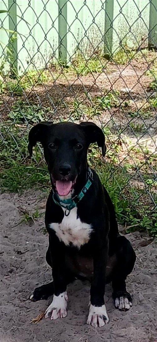 Adoptable Dogs & Puppies in Largo, FL | Chewy.com