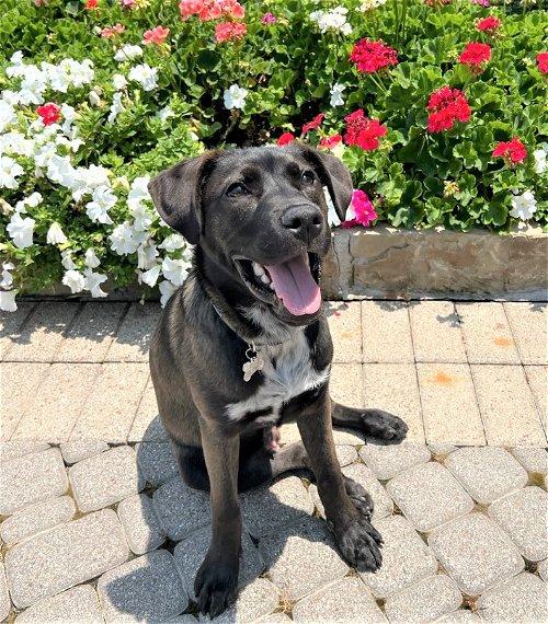 Flower Mound, TX Animal Shelters & Rescues | Chewy.com