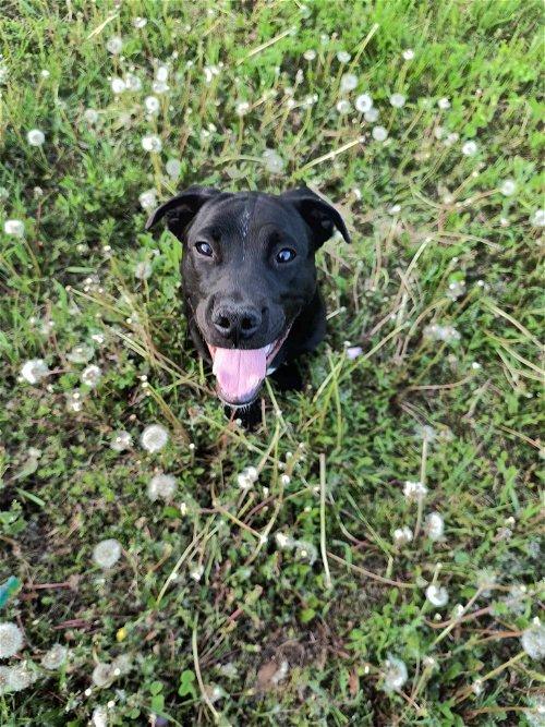 Adoptable Dogs & Puppies in Scranton, PA | Chewy.com