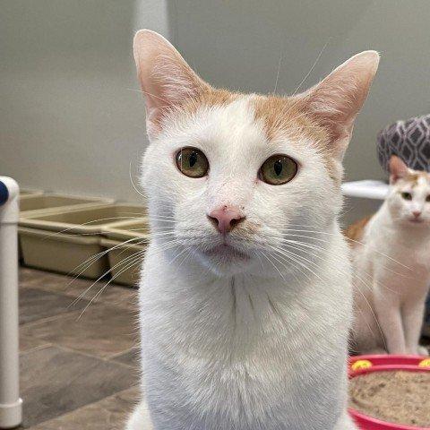 Adoptable Cats & Kittens in Augusta, GA | Chewy.com