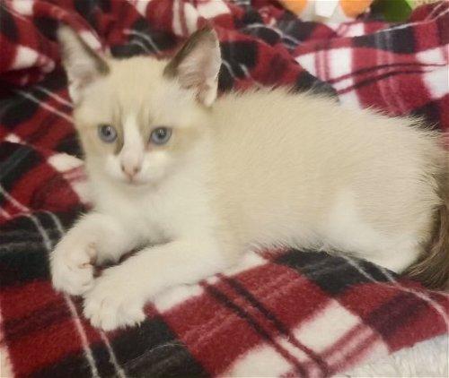 Adoptable Snowshoe Cats | Chewy.com