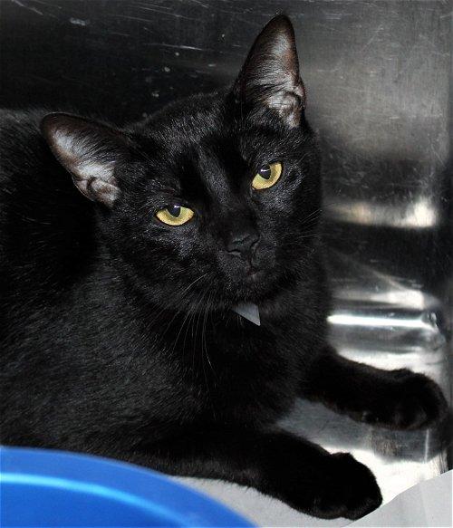 Adoptable Cats & Kittens in Baltimore, MD | Chewy.com