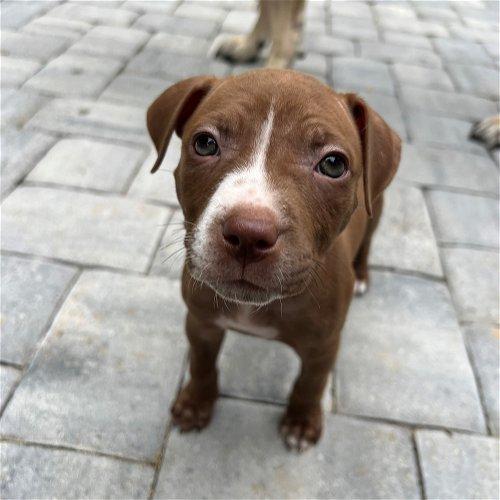 Adoptable Dogs & Puppies in Fort Mill, SC | Chewy.com