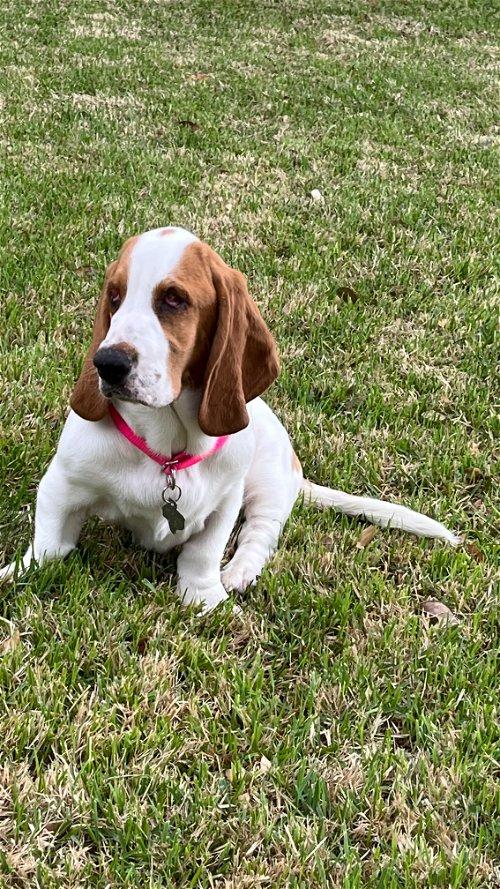 Flower Mound, TX Animal Shelters & Rescues | Chewy.com