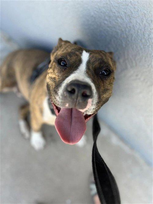 Pitties and Kitties Rescue of NM | Albuquerque, NM | Chewy