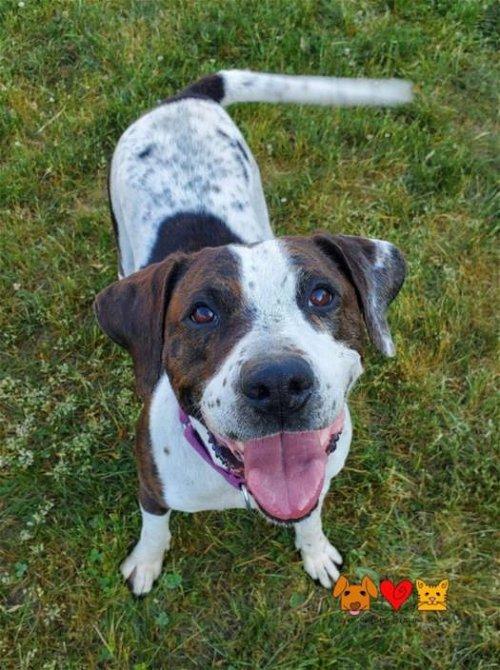 Adoptable Dogs & Puppies in Pittsburgh, PA | Chewy.com