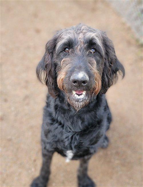 Adoptable Dogs & Puppies in Colorado Springs, CO | Chewy.com