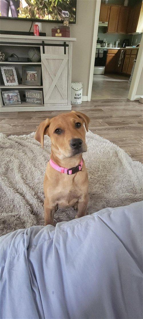 Adoptable Beagle Dogs | Chewy.com