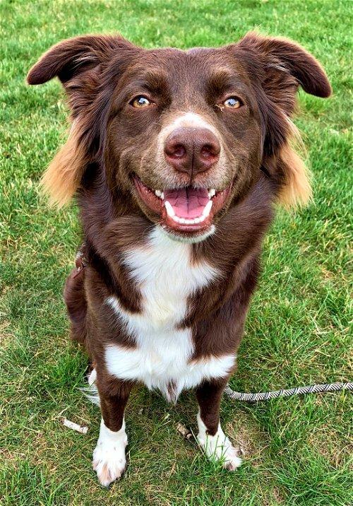 Adoptable Dogs & Puppies in Boise, ID | Chewy.com