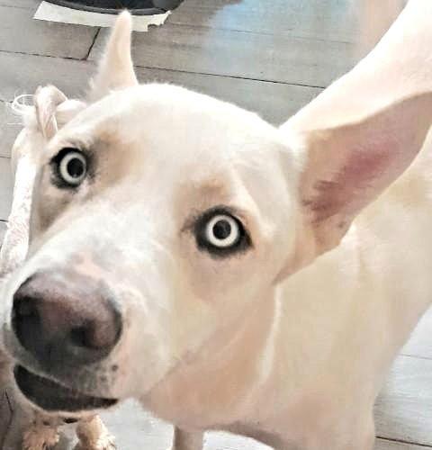 Adoptable Dogs & Puppies in Greenville, SC | Chewy.com