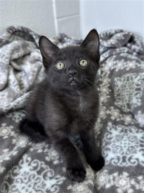 Adoptable Cats & Kittens in Ocala, FL | Chewy.com