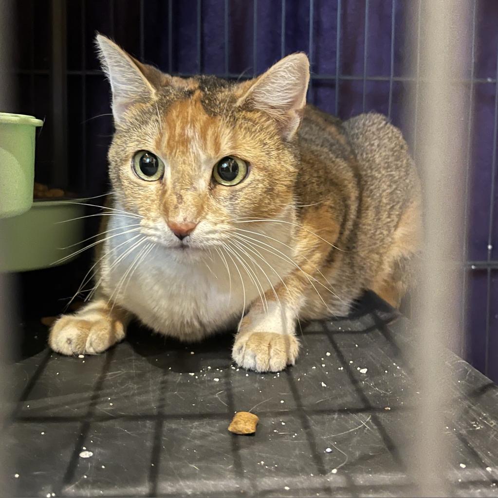 Adoptable Abyssinian Cats | Chewy.com