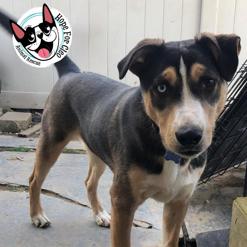 Adoptable Dogs & Puppies in Clifton, NJ | Chewy.com