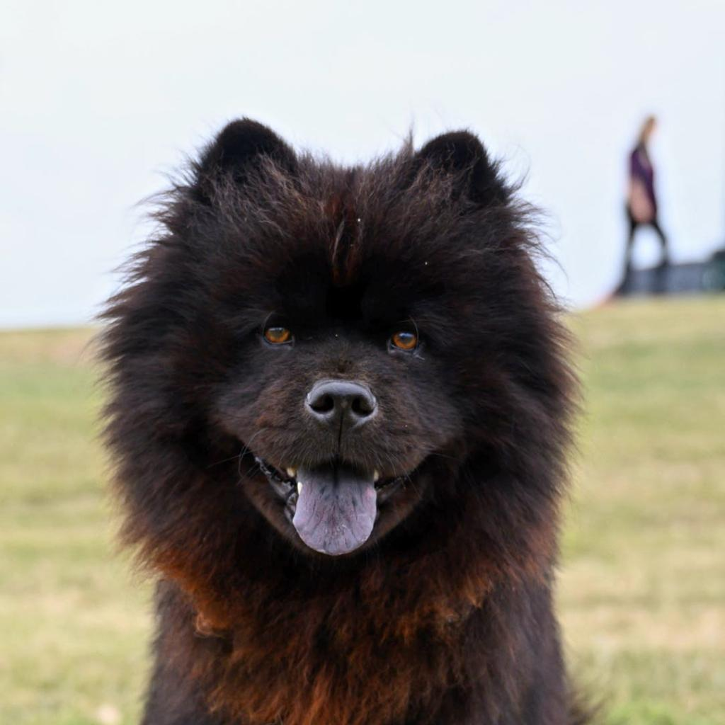 Adoptable Chow Chow Dogs | Chewy.com