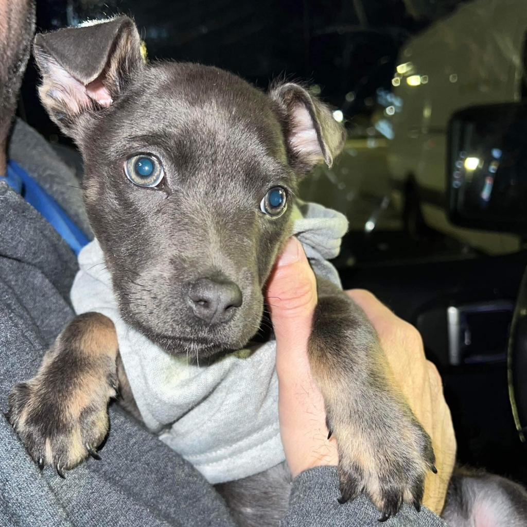 Adoptable Dogs & Puppies in Clifton, NJ | Chewy.com